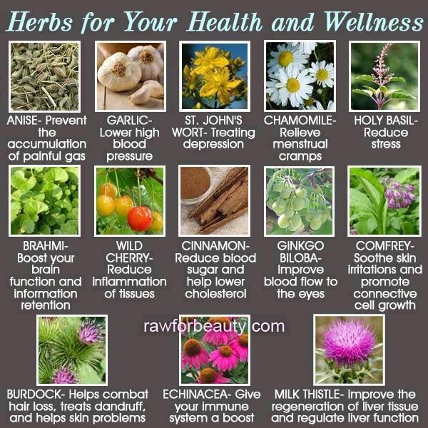 Herbs For Your Health And Wellness | Trusper