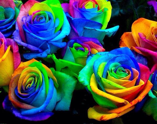Multi Coloured Roses | Trusper